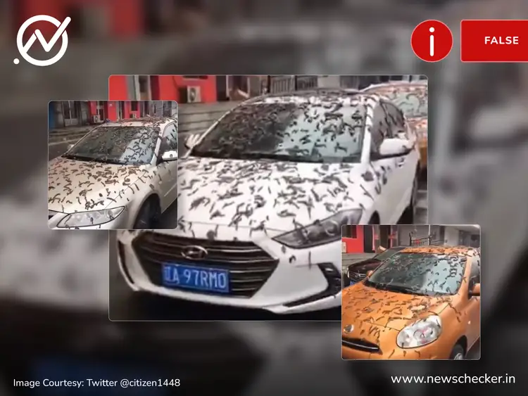 Fact Check: Is It Raining Worms In China? Know Truth Here