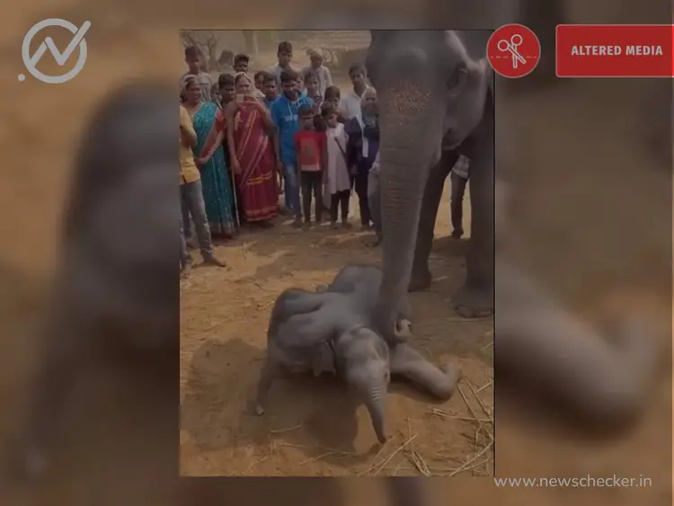 AI-Generated Video Of 3-Headed Baby Elephant Viral As Real